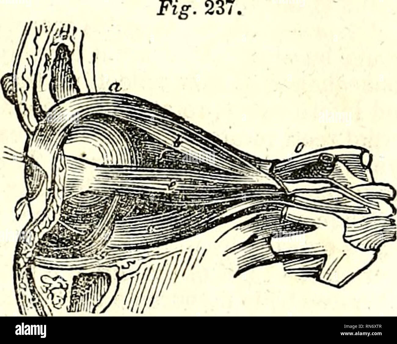 Caruncula hi-res stock photography and images - Alamy