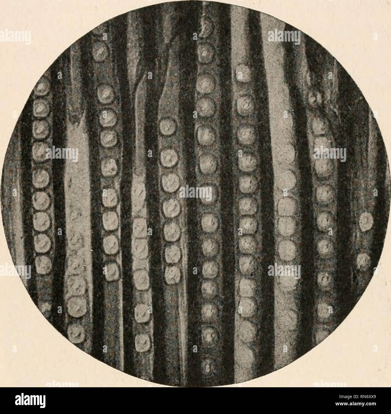 . The anatomy of woody plants. Botany -- Anatomy. CONIFERALES 321 ...