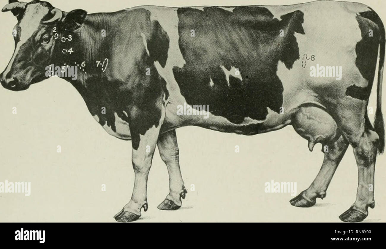. The anatomy of the domestic animals. Veterinary anatomy. LYMPHATIC ...