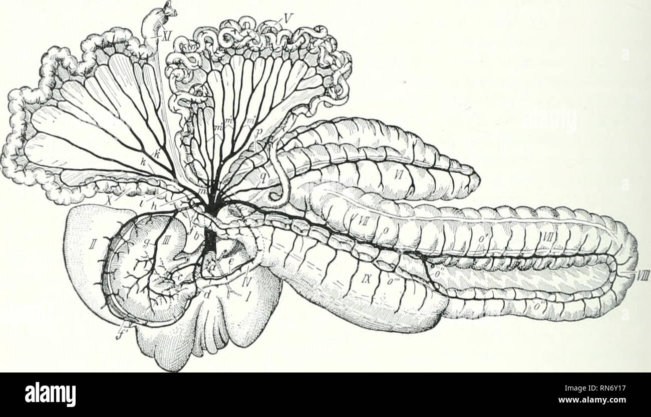 . The anatomy of the domestic animals. Veterinary anatomy. 604 BLOOD ...