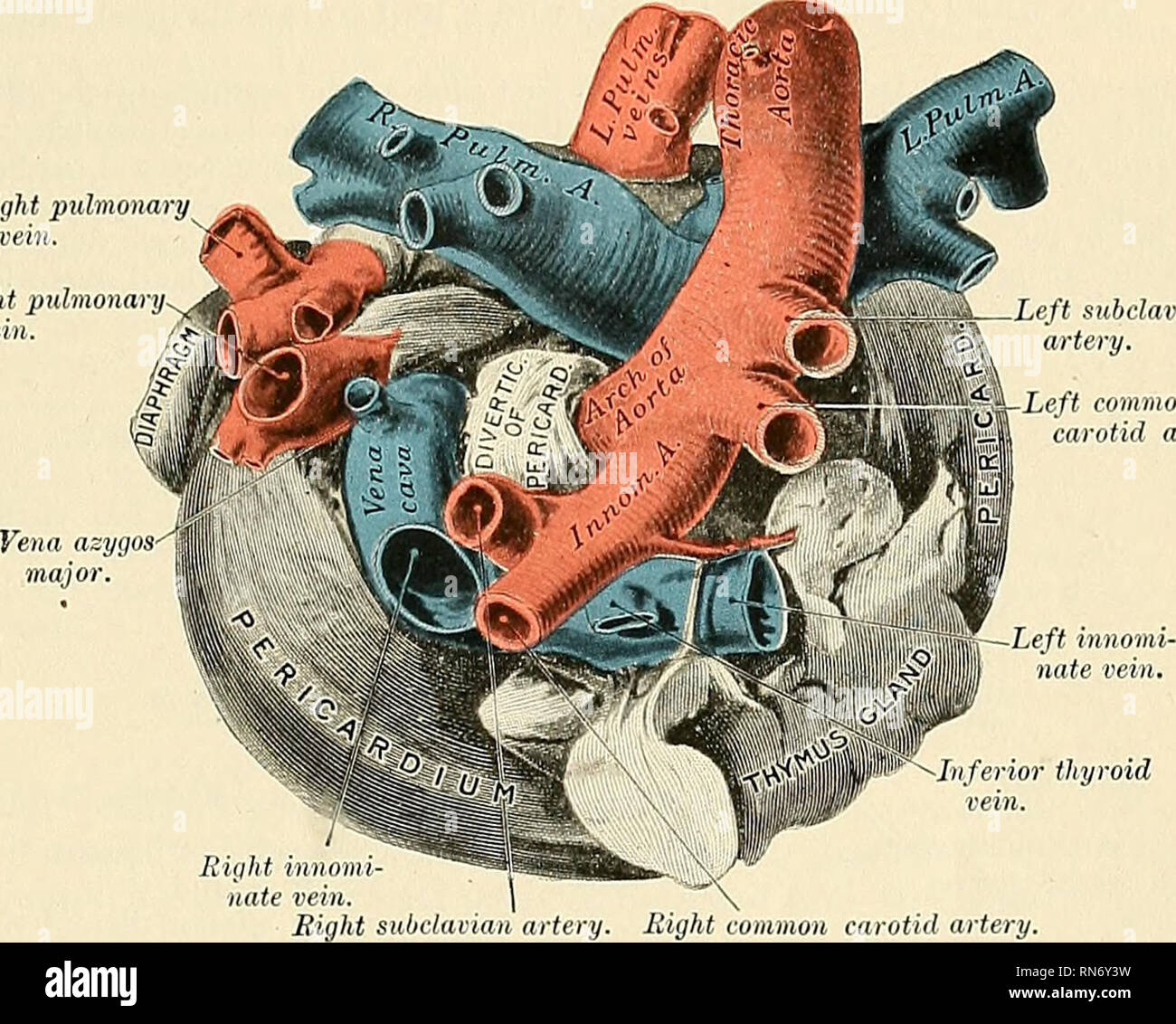 . Anatomy, descriptive and applied. Anatomy. THE ARCH OF THE AORTA 581 ...