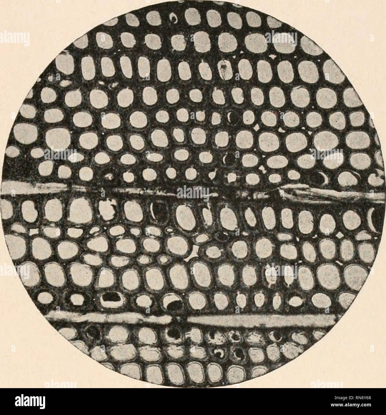 . The anatomy of woody plants. Botany -- Anatomy. CONIFERALES 319 wood ...