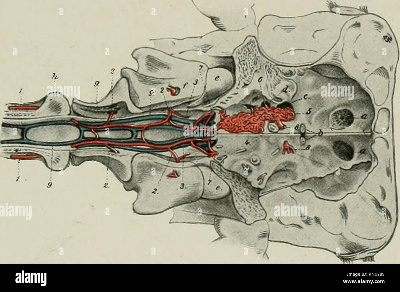 Angular artery hi-res stock photography and images - Alamy