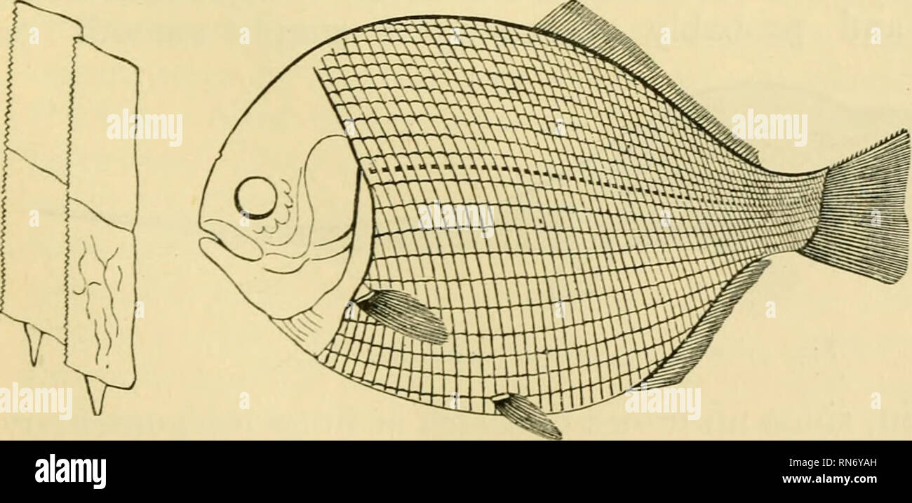 . The ancient life-history of the earth; a comprehensive outline of the ...