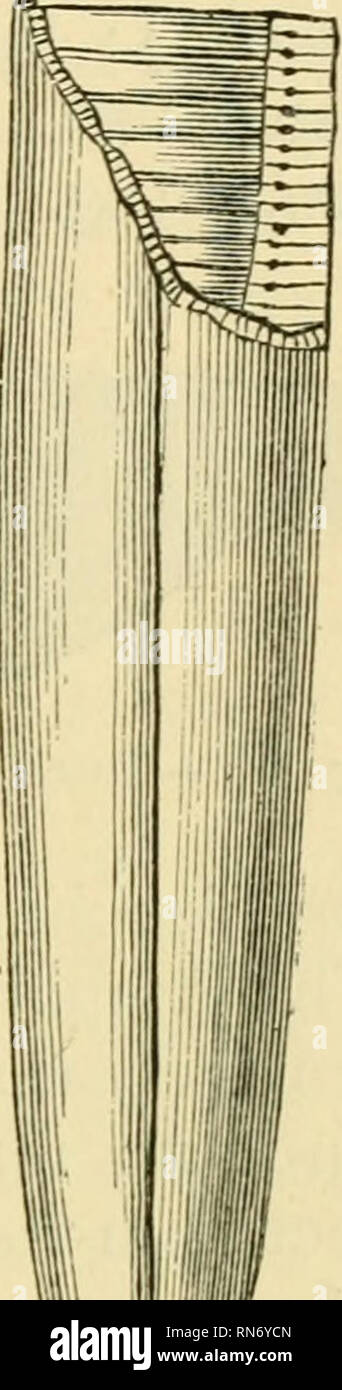 . The ancient life-history of the earth; a comprehensive outline of the ...