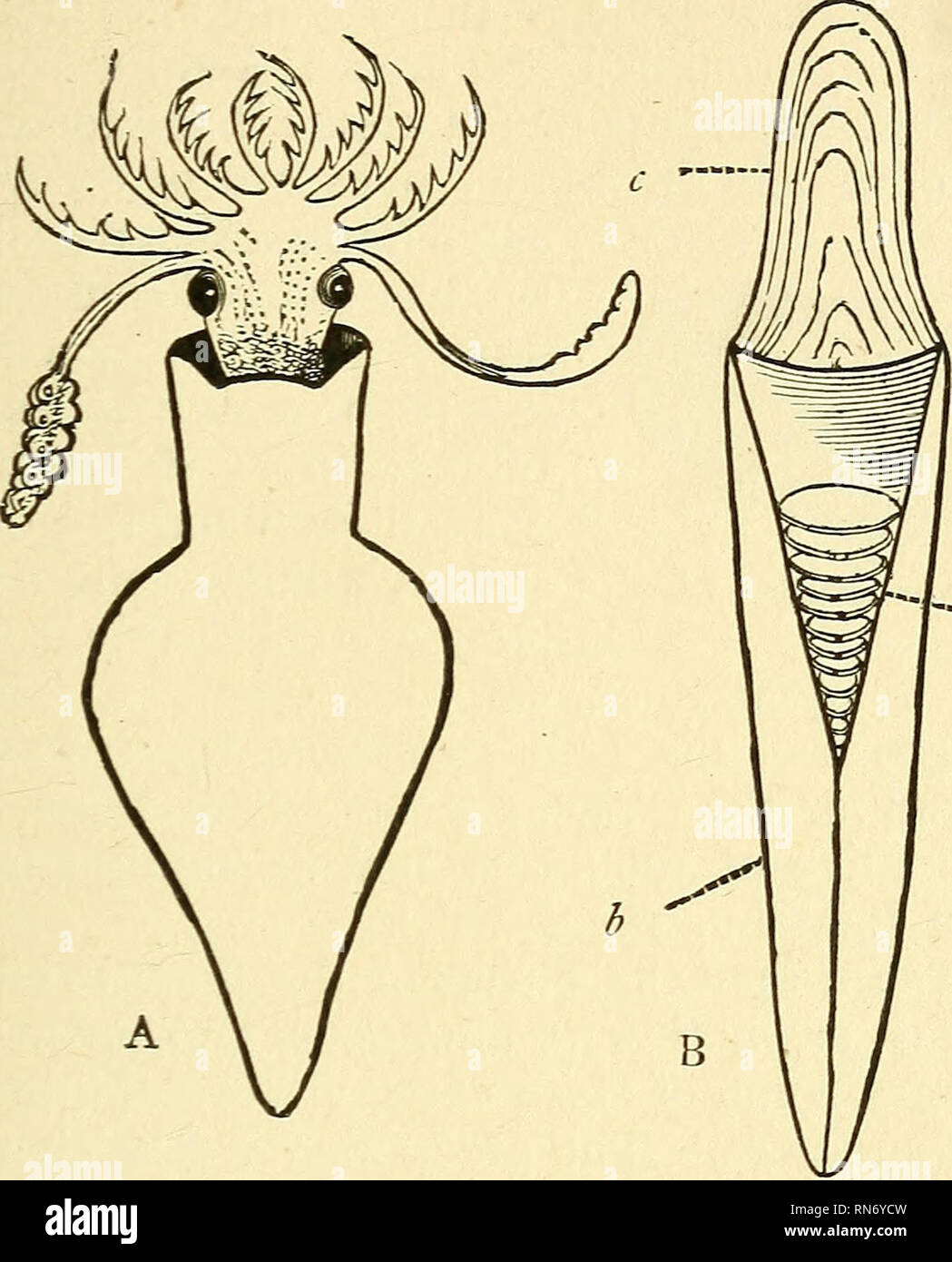 . The ancient life-history of the earth; a comprehensive outline of the ...