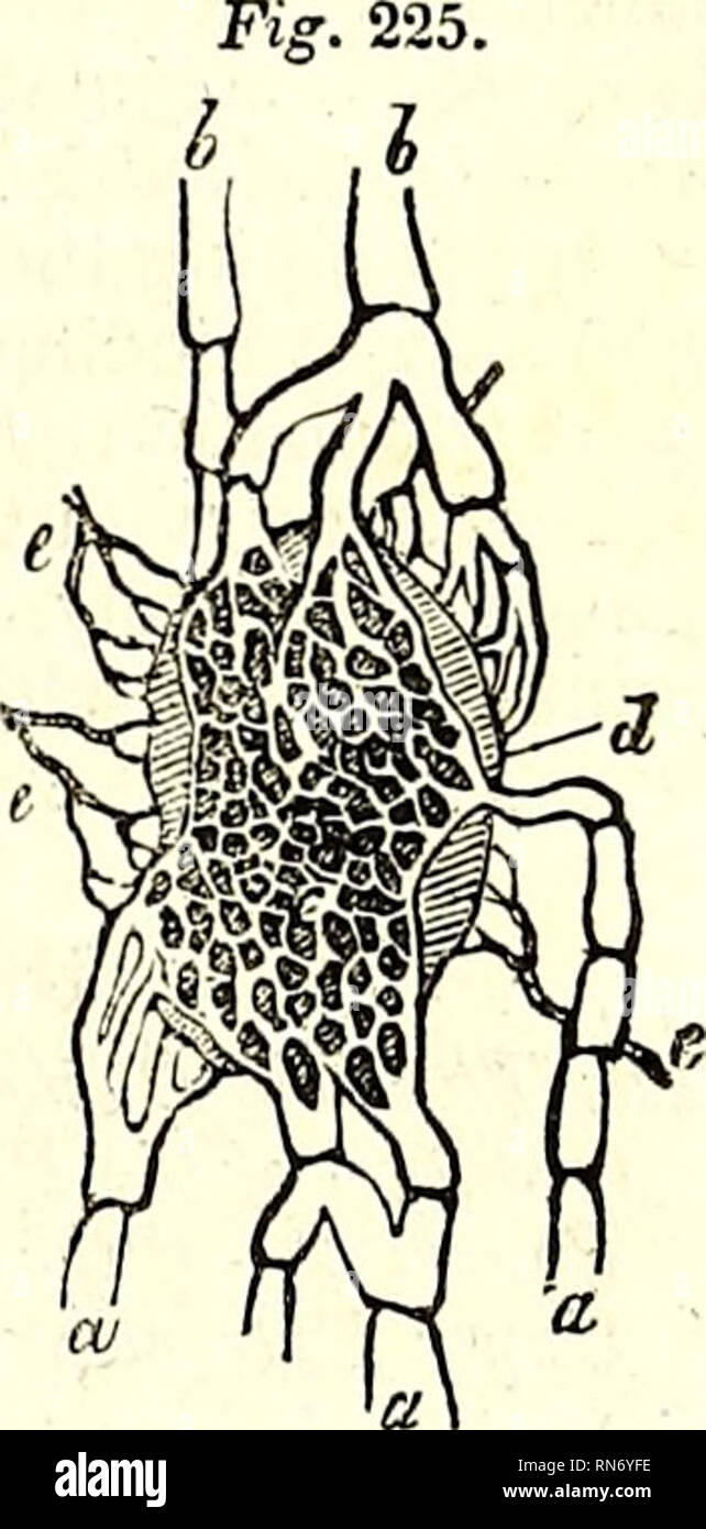 . The anatomy of the human body. Human anatomy; Anatomy. PREPARATION OF ...