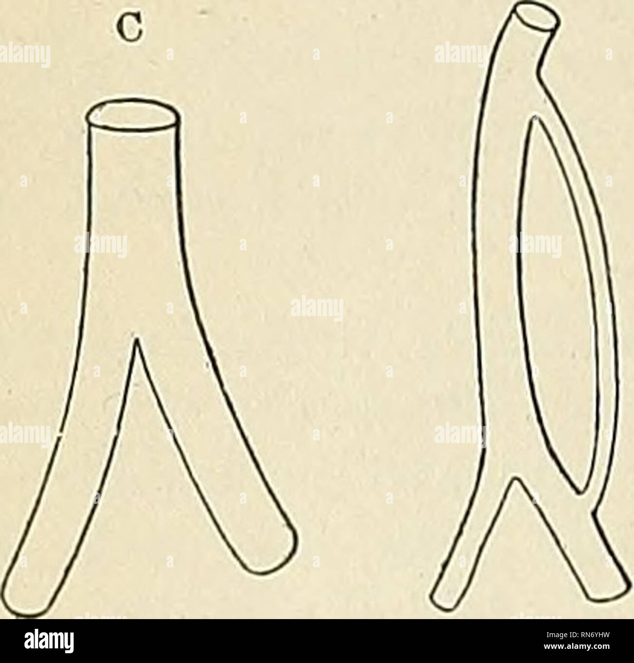 Galen anatomy hi-res stock photography and images - Alamy