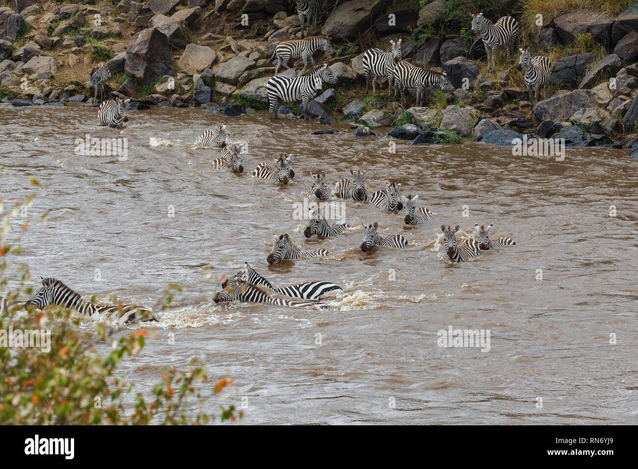 Across river animal hi-res stock photography and images - Alamy