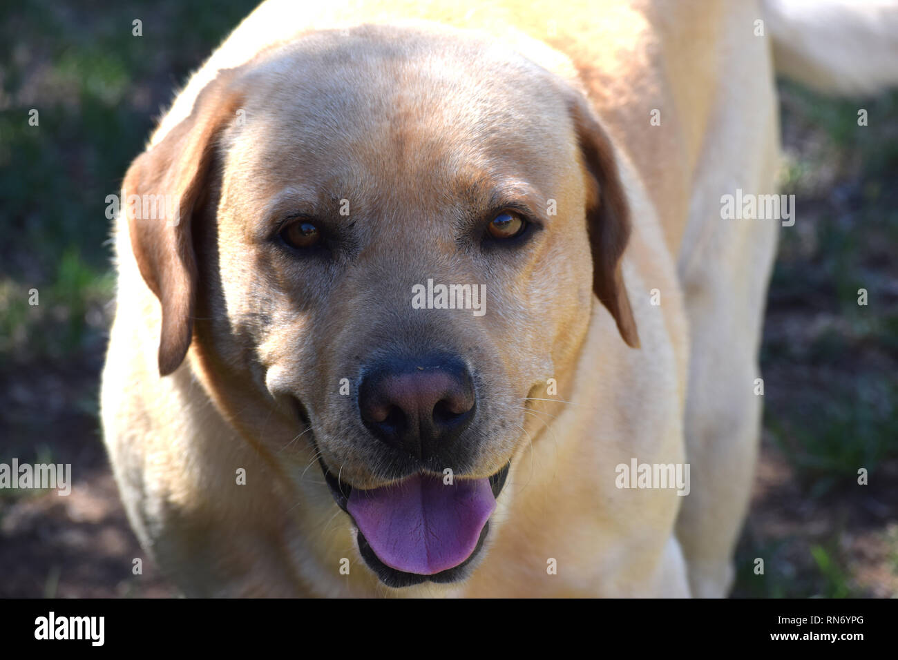 Labrador and big head hi-res stock photography and images - Alamy