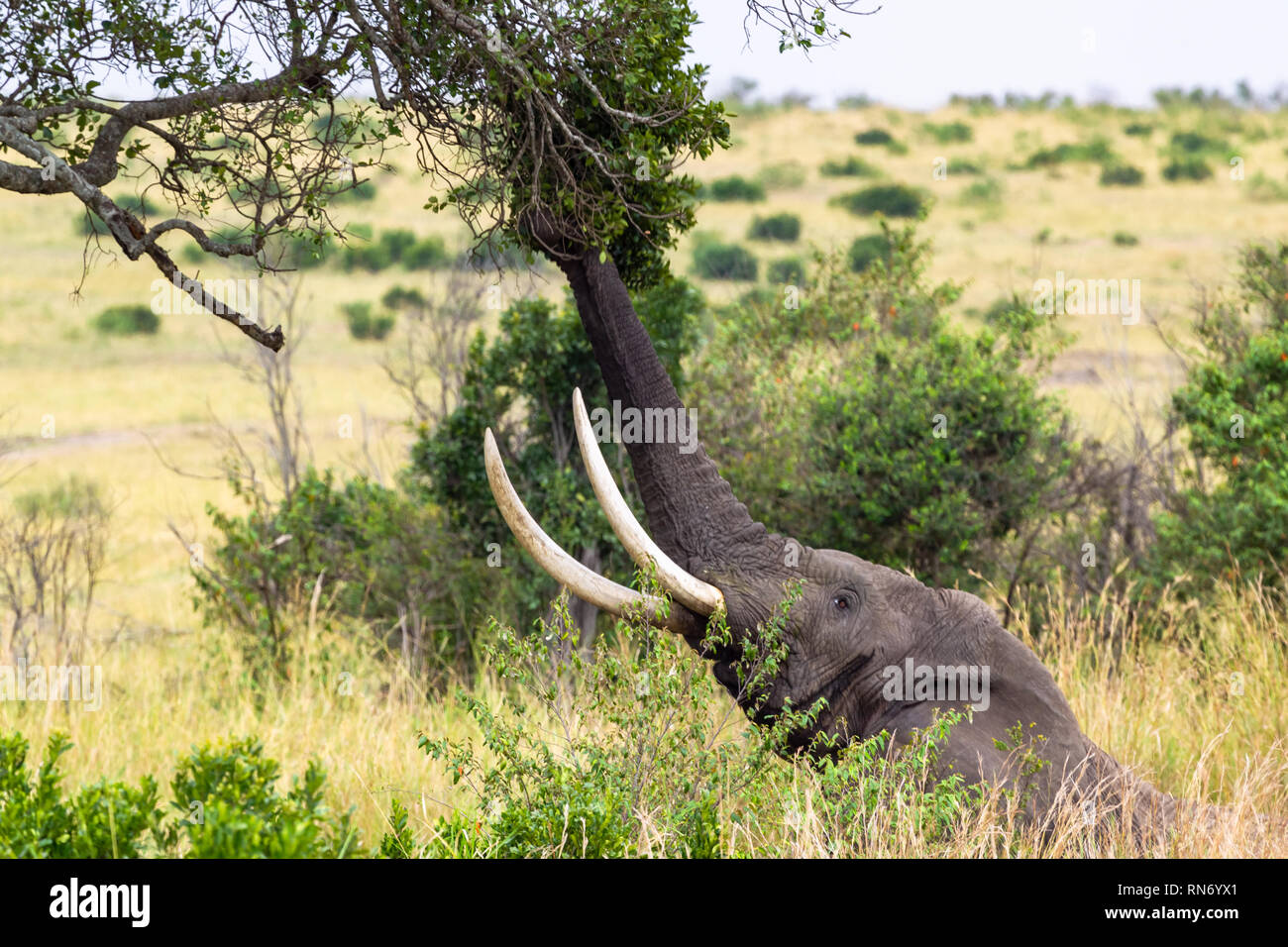 Elephant eating from tree hi-res stock photography and images - Alamy