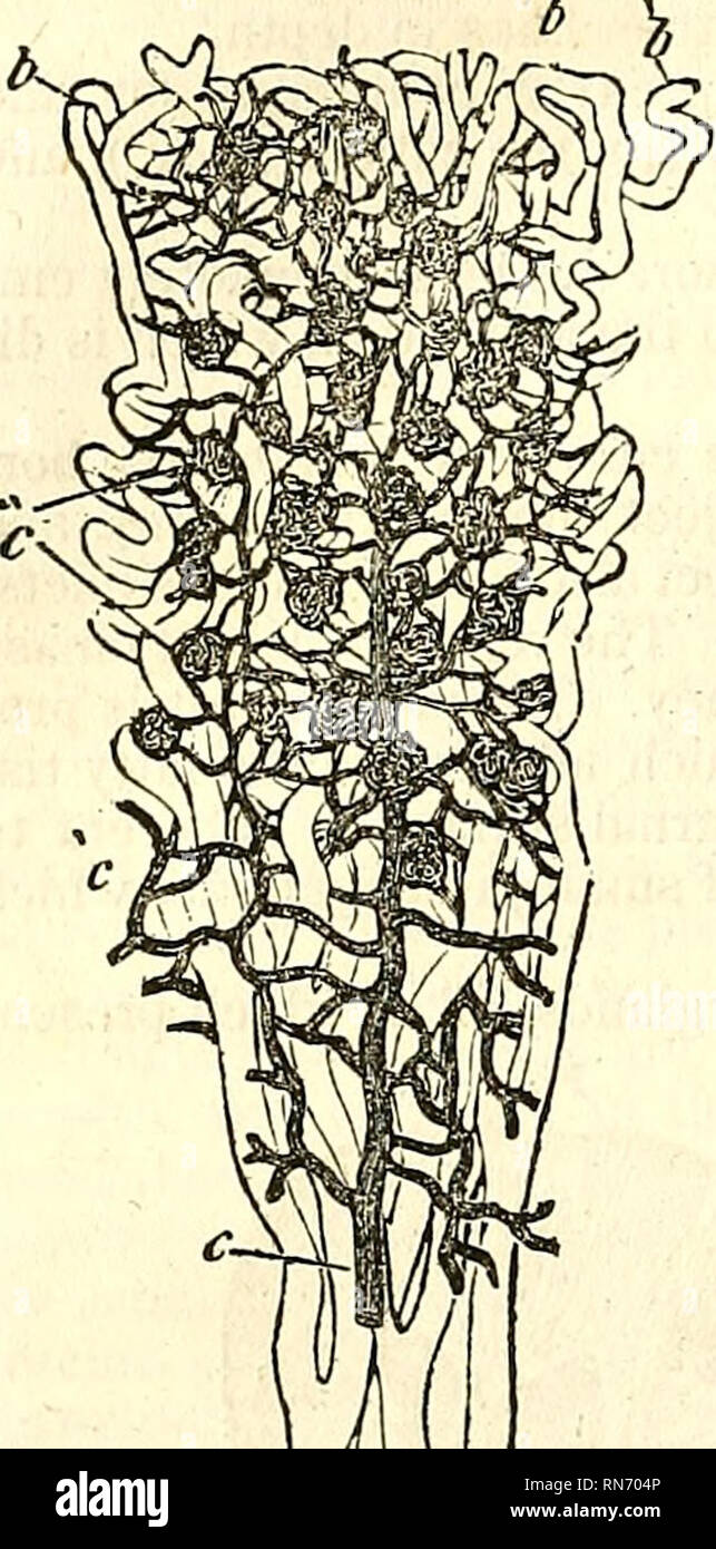 Ferrein pyramid hi-res stock photography and images - Alamy