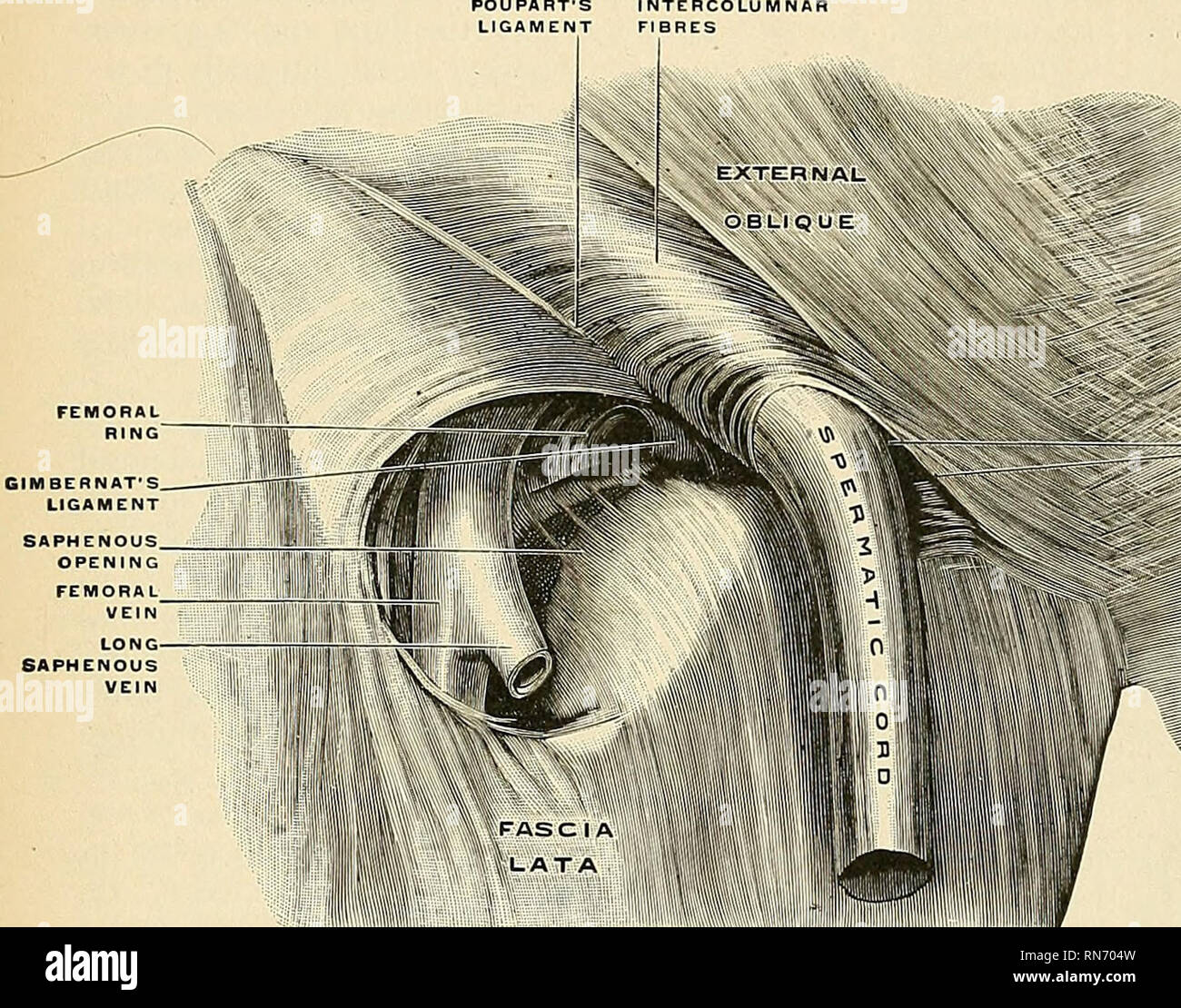 . Anatomy, descriptive and applied. Anatomy. THE ANTERIOR FEMORAL ...