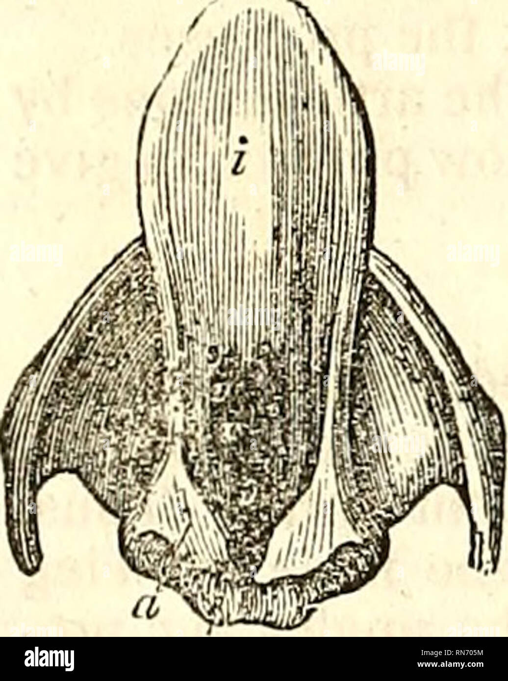 Thyroid Cartilage Surface Anatomy