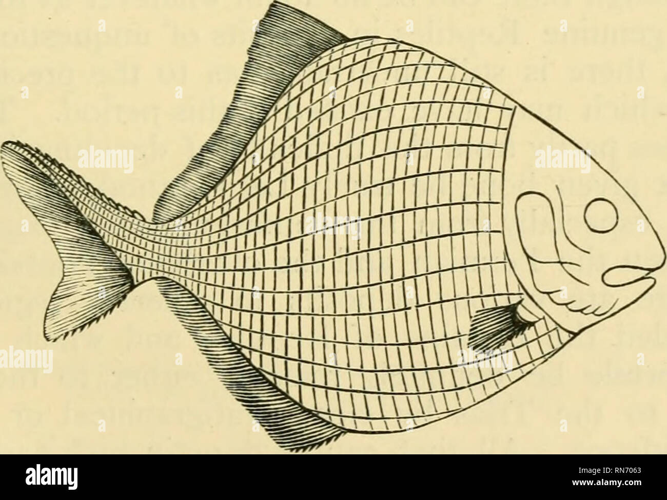 . The ancient life-history of the earth; a comprehensive outline of the ...