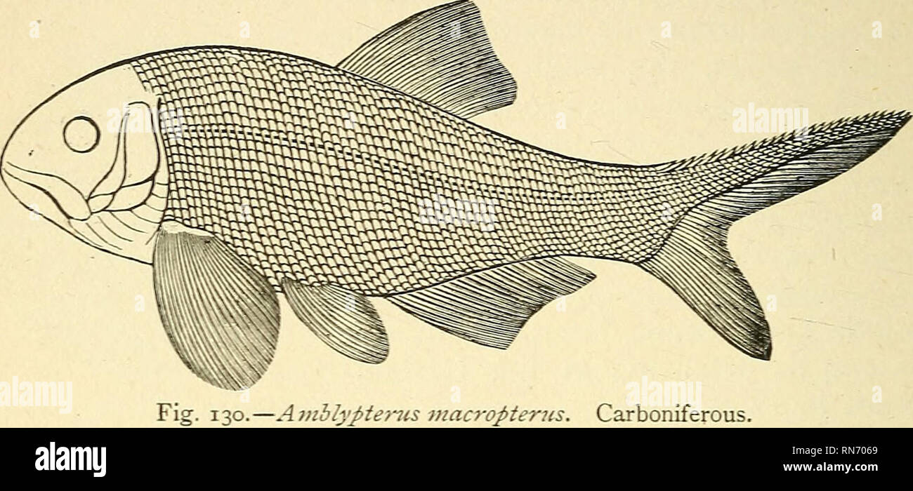 . The ancient life-history of the earth; a comprehensive outline of the ...