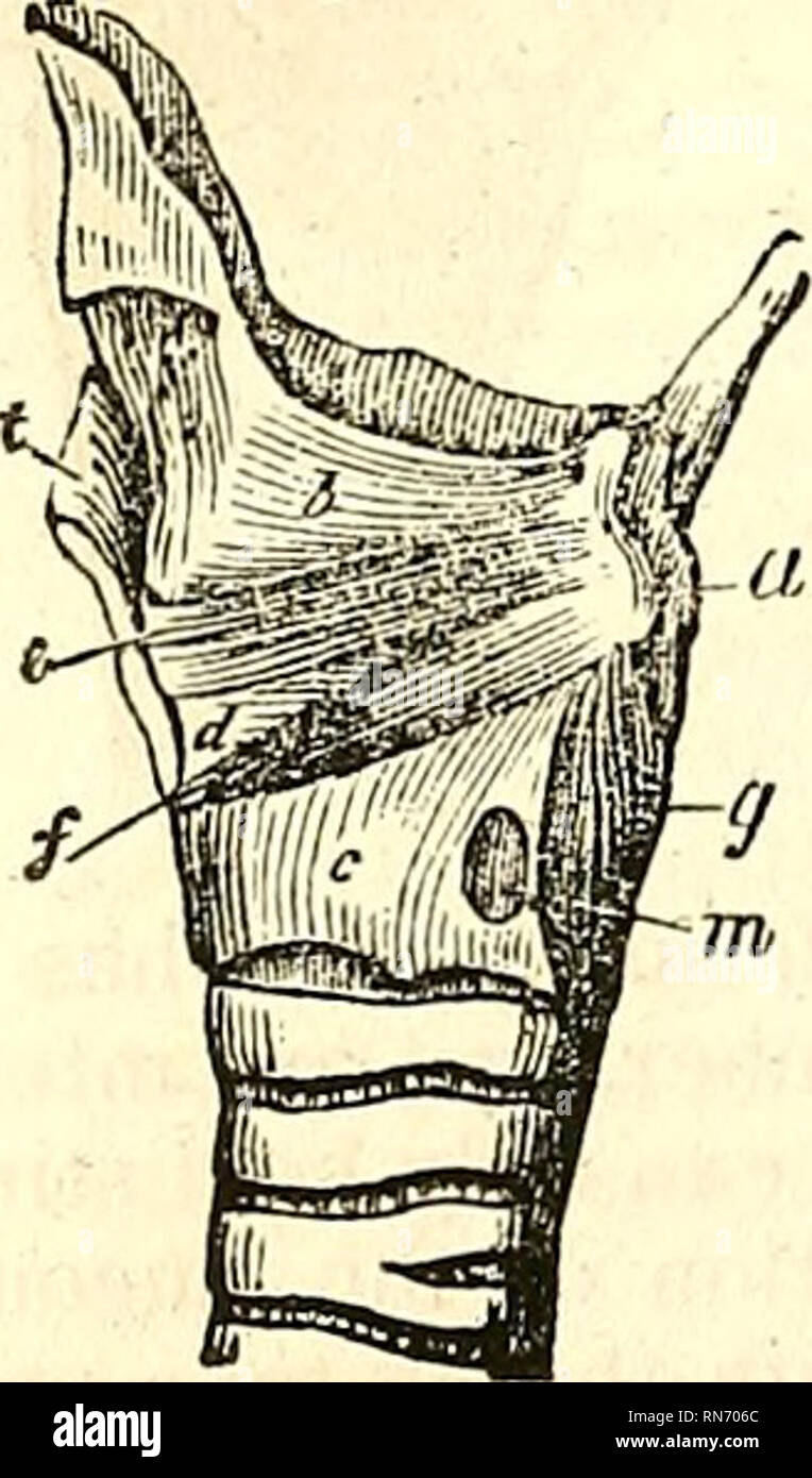 . The anatomy of the human body. Human anatomy; Anatomy. 428 ...
