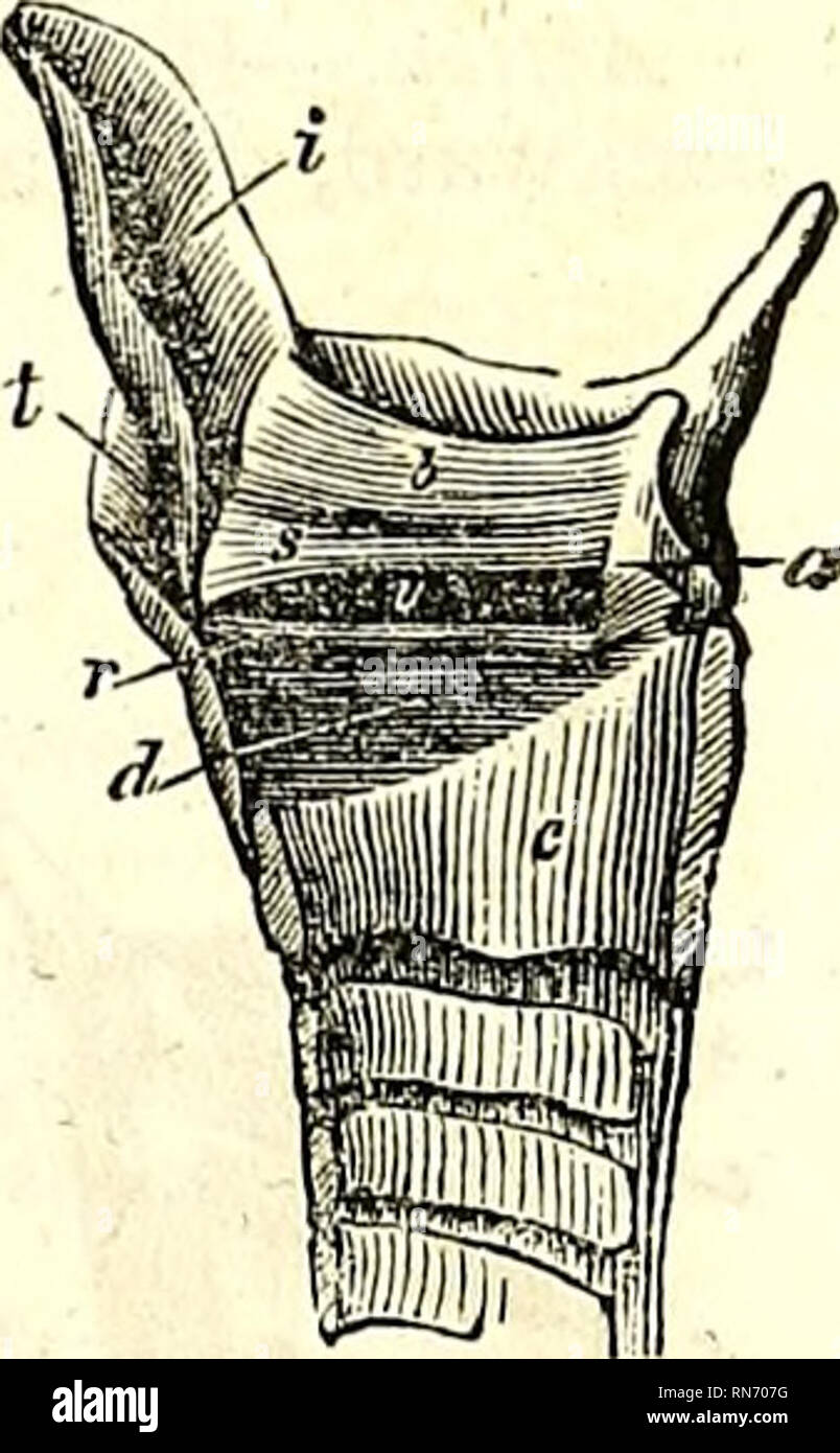 Corniculate Cartilage Cadaver