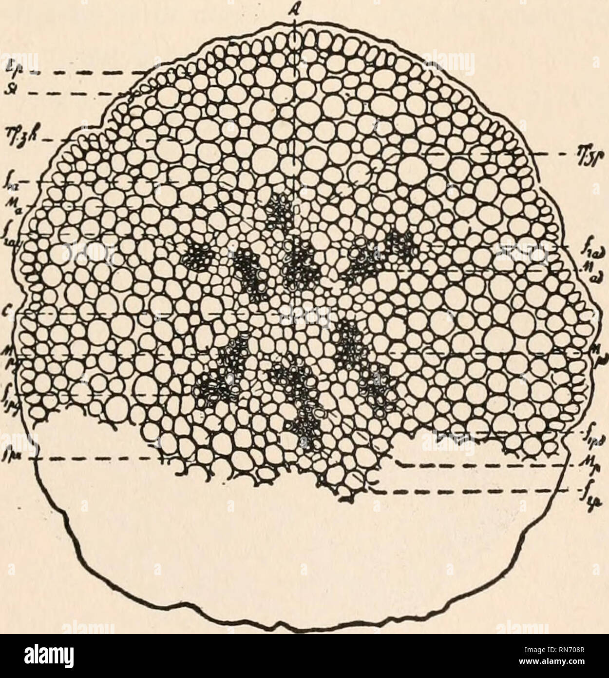 . The anatomy of woody plants. Botany -- Anatomy. FIG. 178.—Diagram of ...