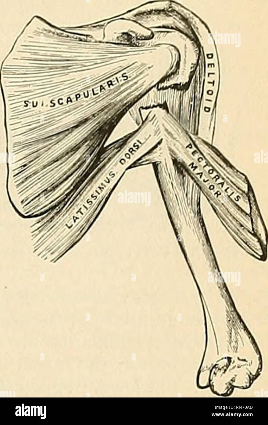 . Anatomy, descriptive and applied. Anatomy. APPLIED ANATOMY OF THE ...