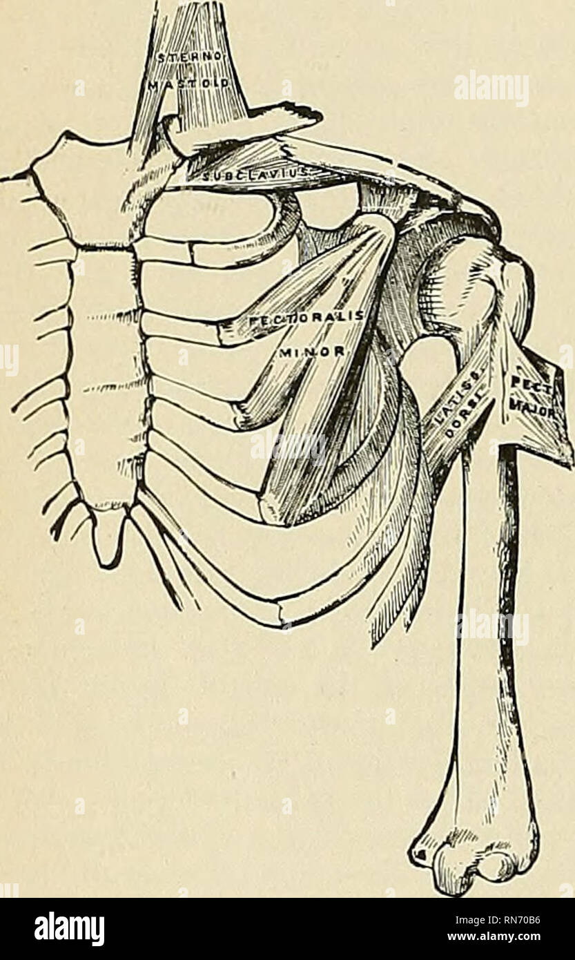 Muscles of thoracic wall hi-res stock photography and images - Alamy