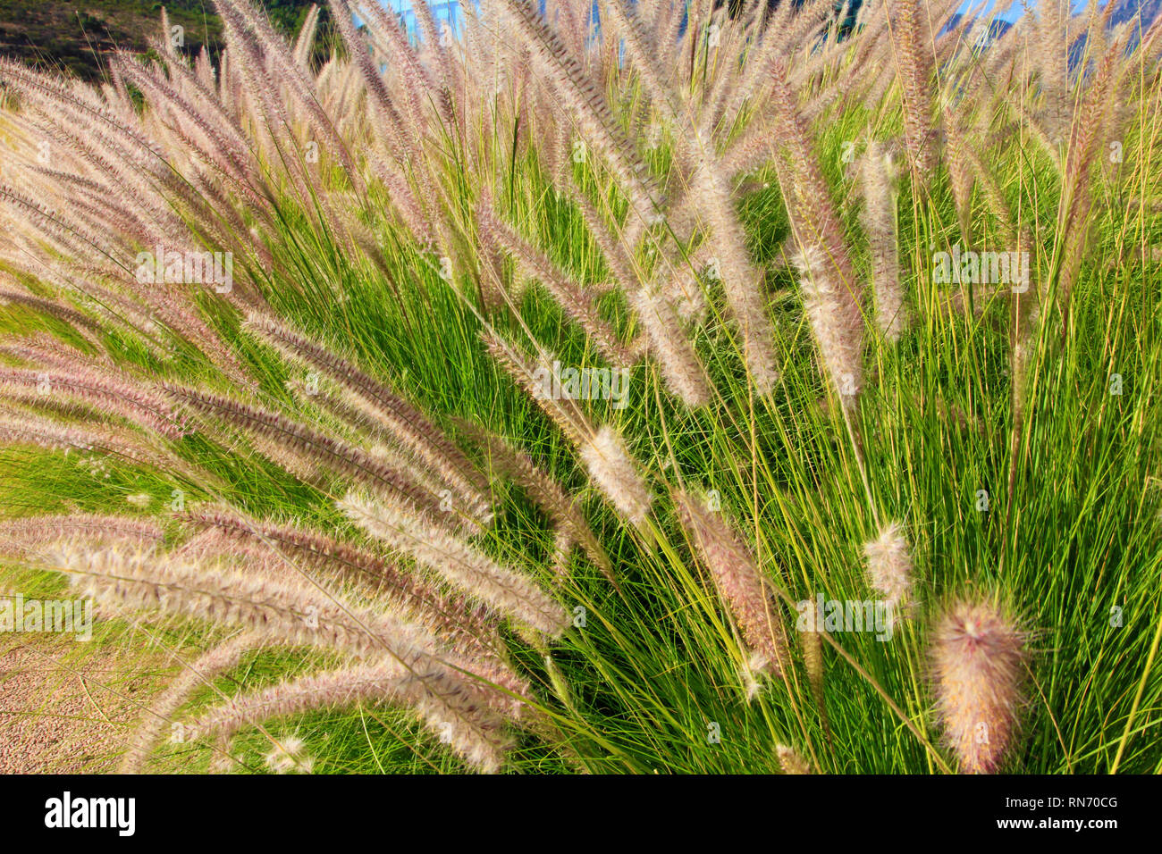 Barrio el golf hi-res stock photography and images - Alamy