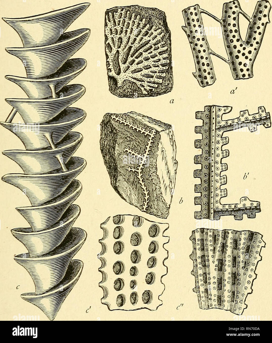 Polypora hi-res stock photography and images - Alamy