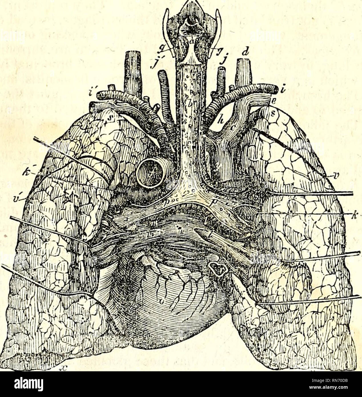 Esophagus gullet oesophagus hi-res stock photography and images - Alamy