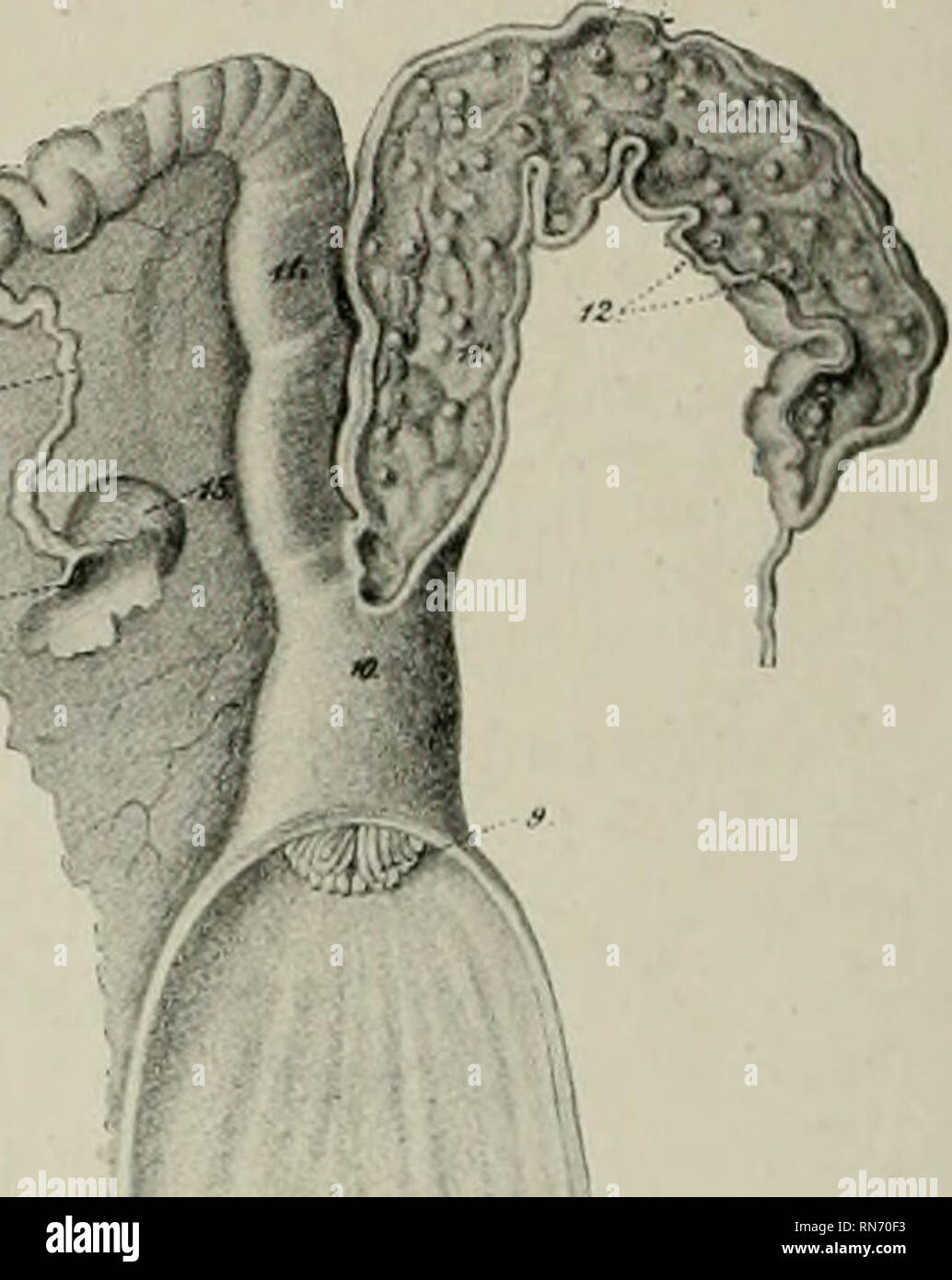 Anatomy cow organs hi-res stock photography and images - Alamy