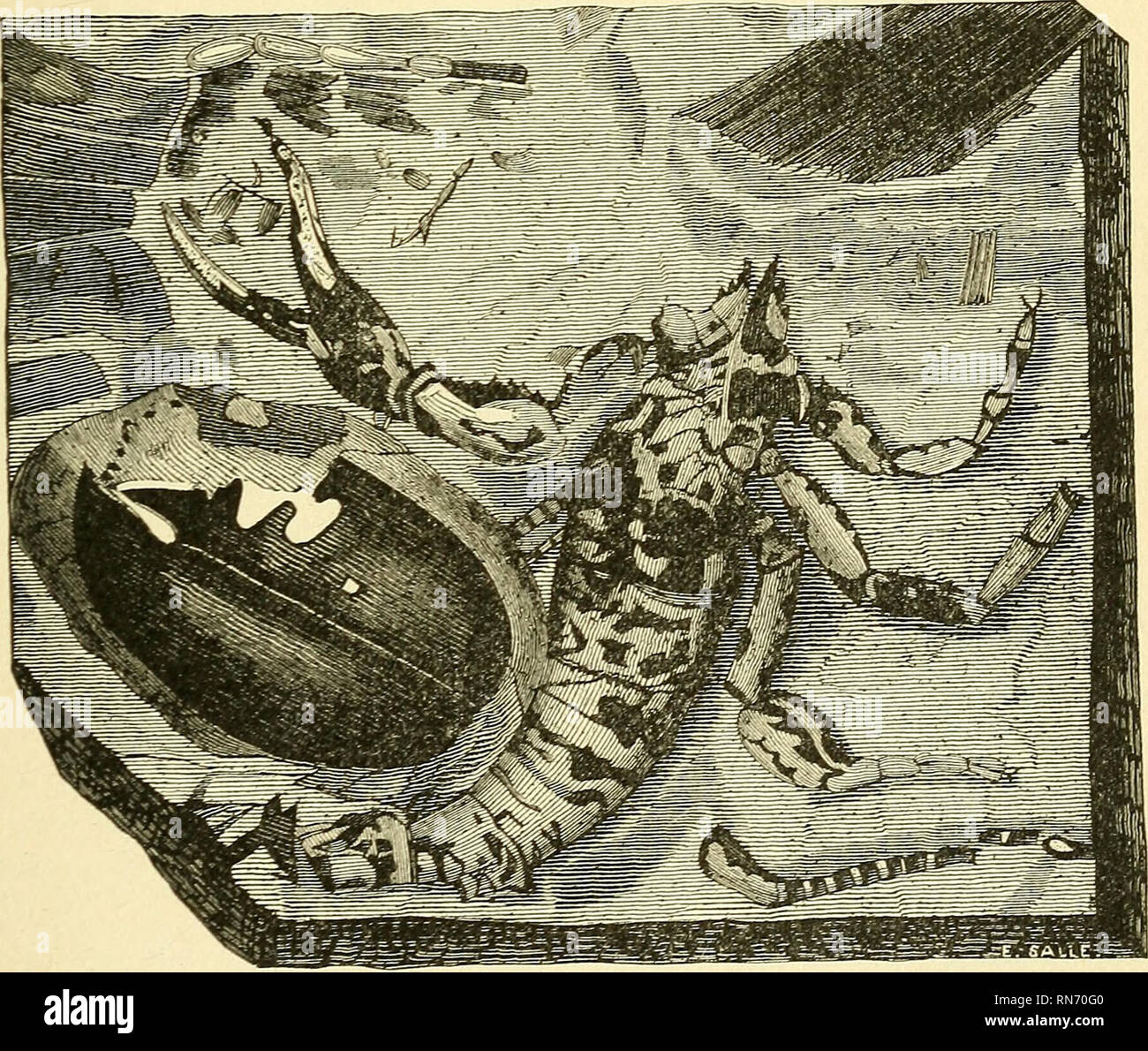 . The ancient life-history of the earth; a comprehensive outline of the ...