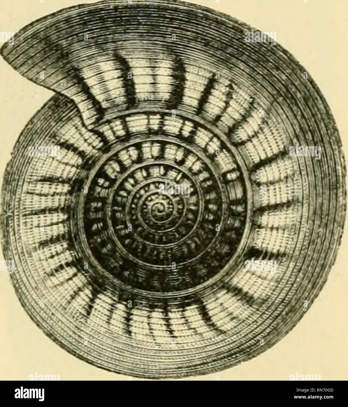 . The ancient life-history of the earth; a comprehensive outline of the ...