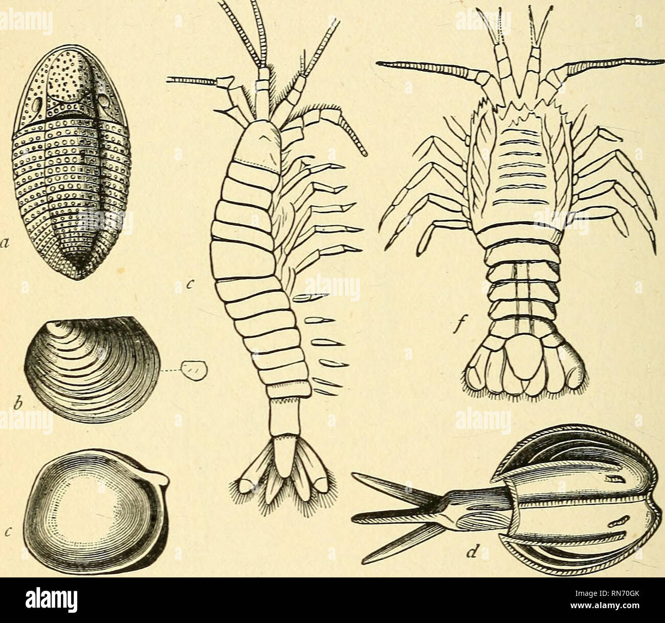 . The ancient life-history of the earth; a comprehensive outline of the ...