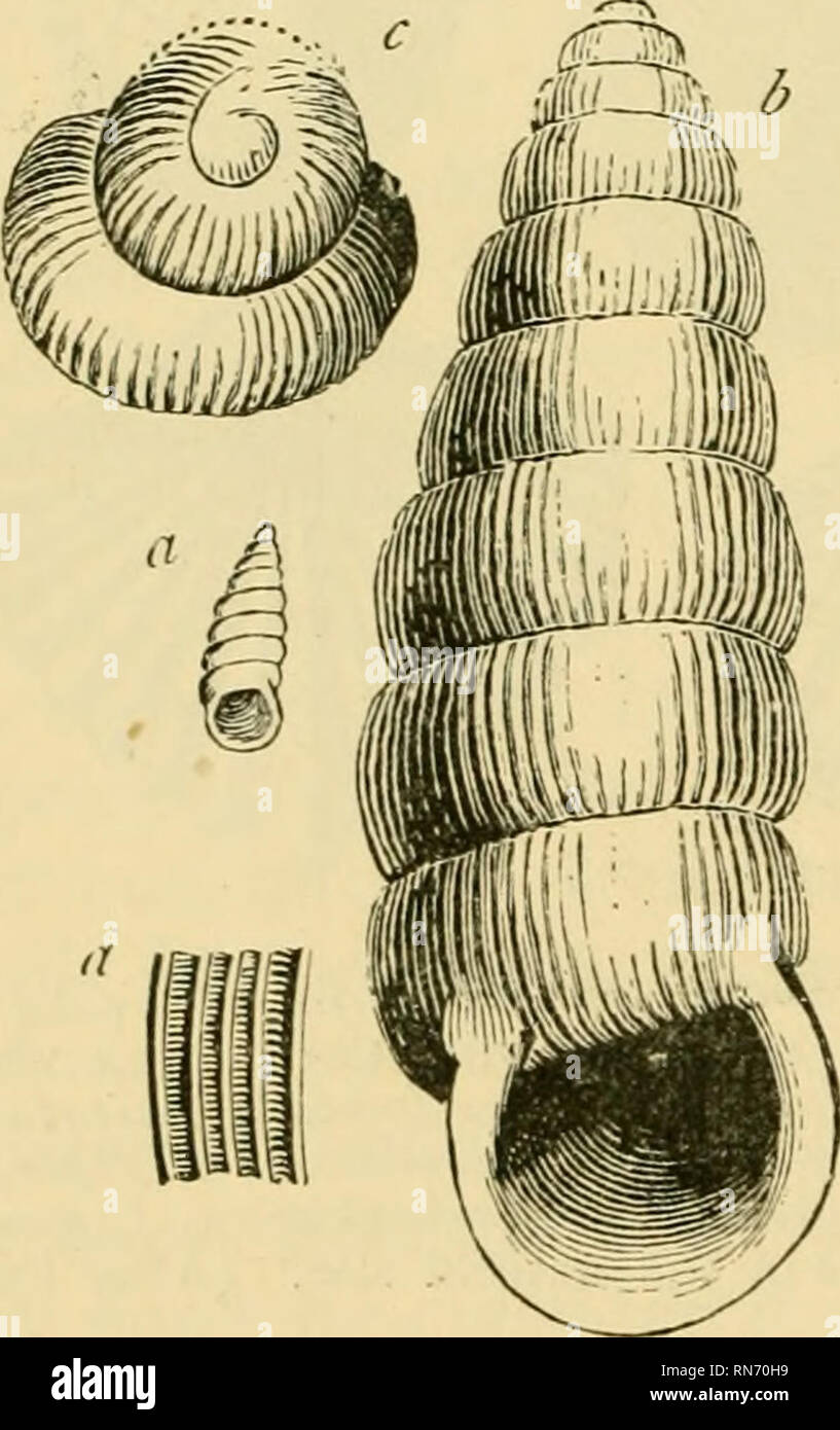 Longispina hi-res stock photography and images - Alamy