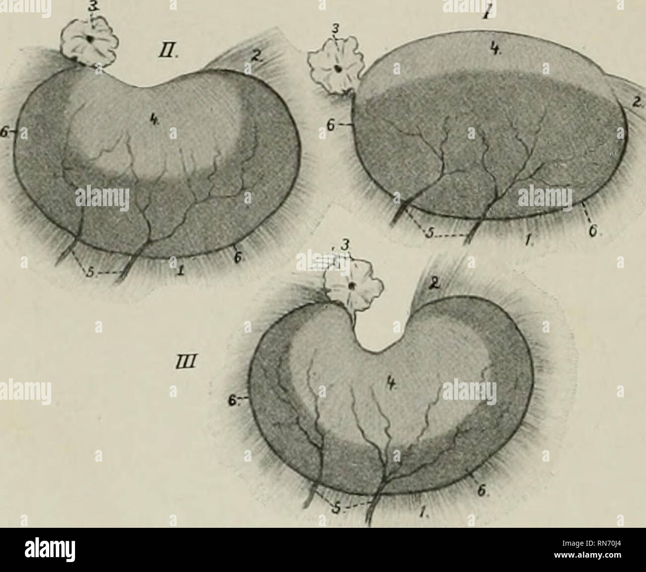 . The anatomy of the domestic animals. Veterinary anatomy. 598 GENITAL ...