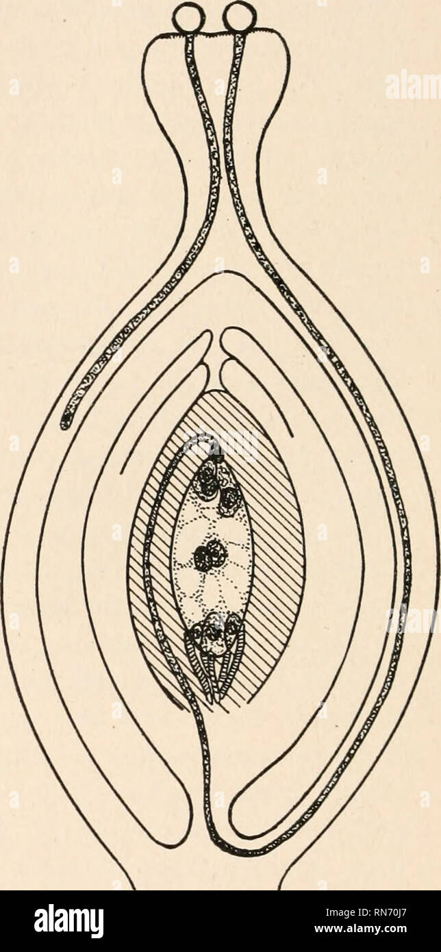 Dicotyledon anatomy hi-res stock photography and images - Alamy