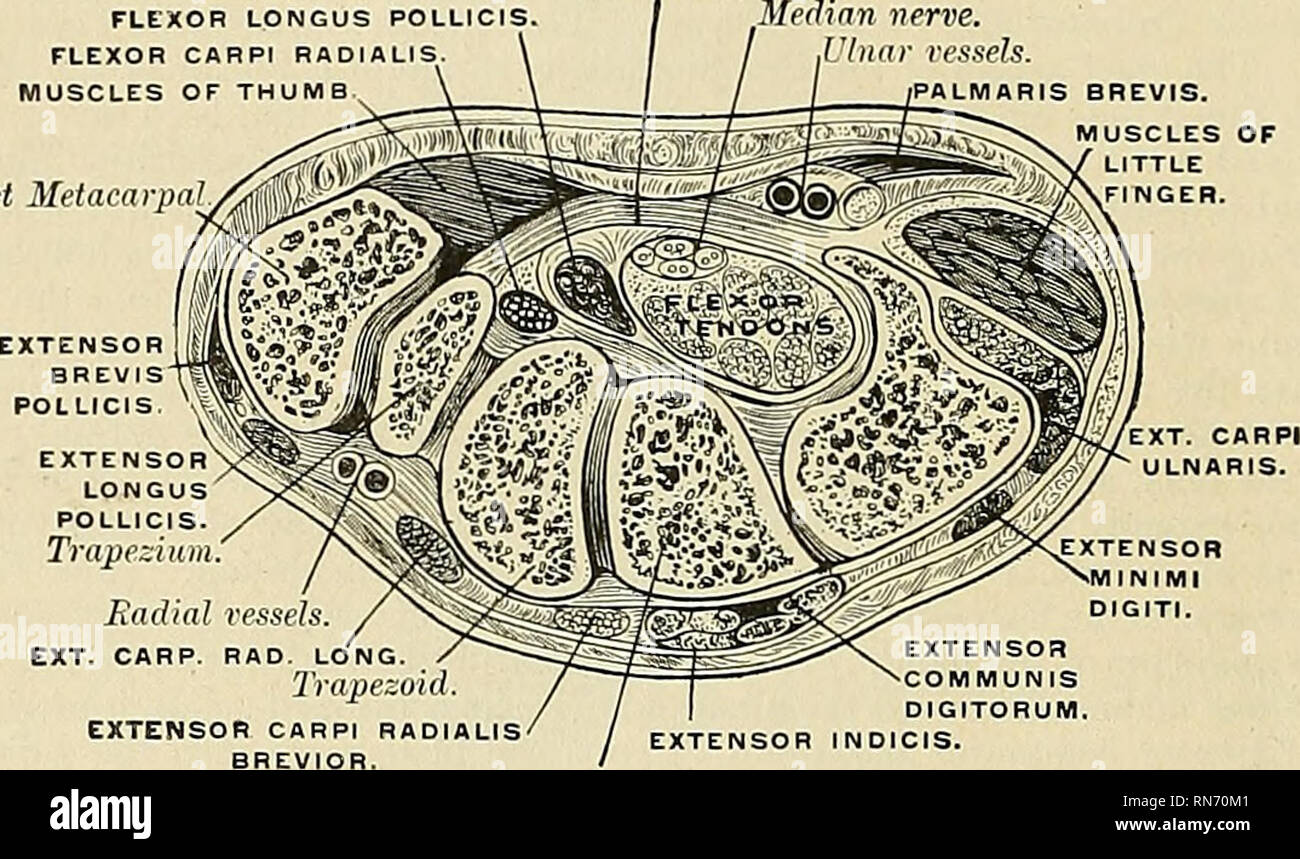 Wrist Anatomy Cross Section