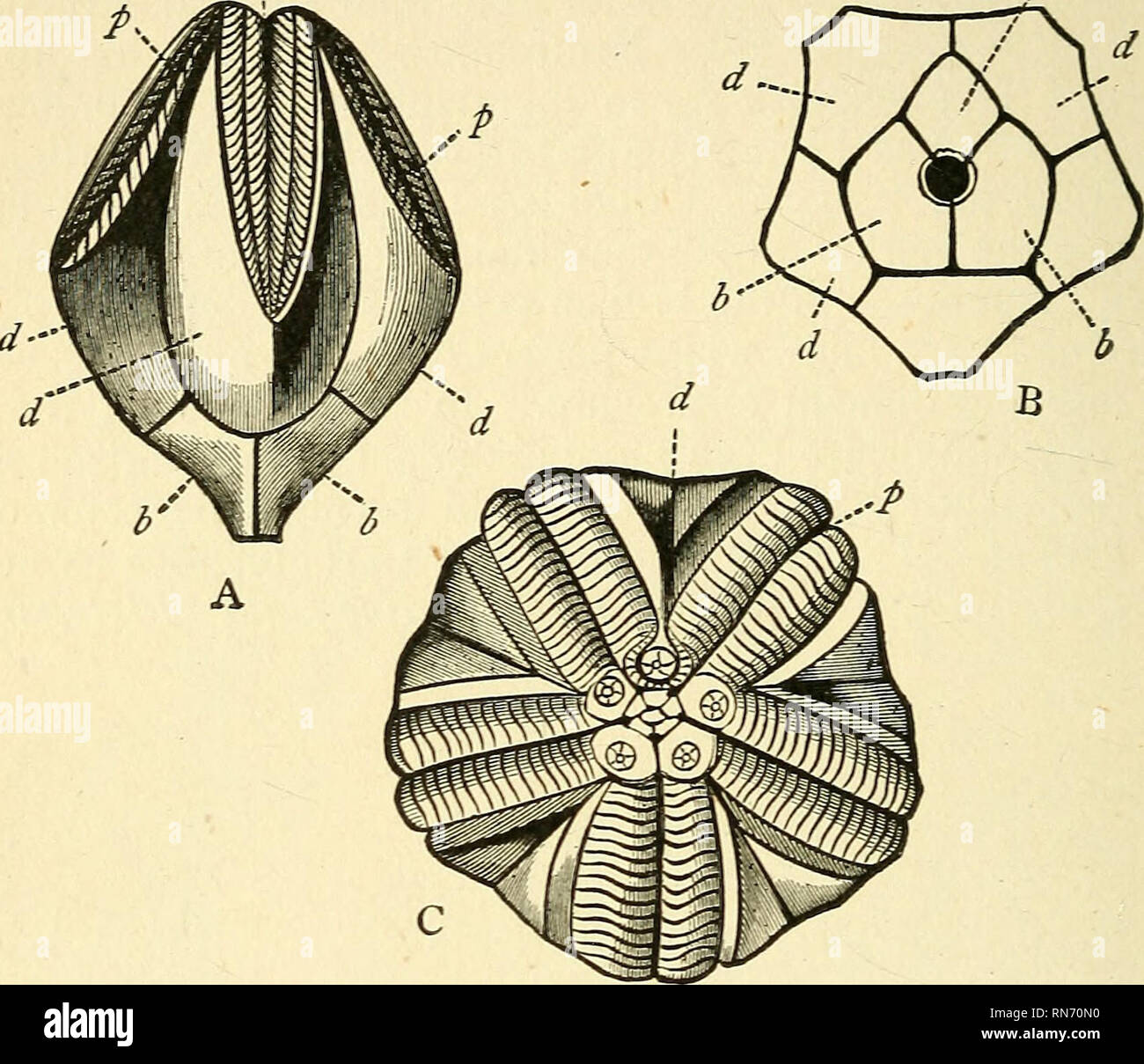 Blastoids High Resolution Stock Photography and Images - Alamy