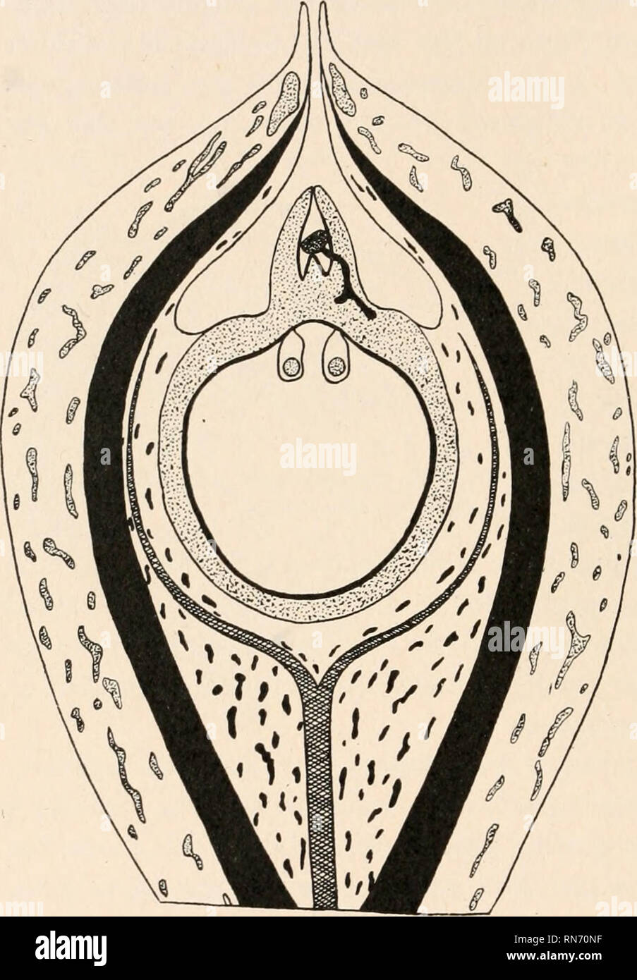 Lycopods hi-res stock photography and images - Alamy