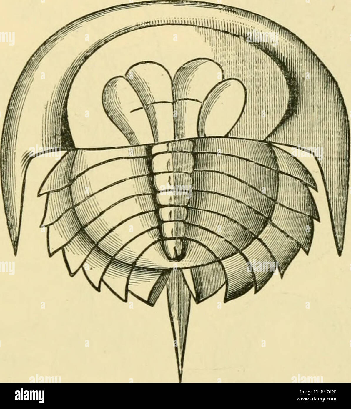 Eurypterids And Xiphosura