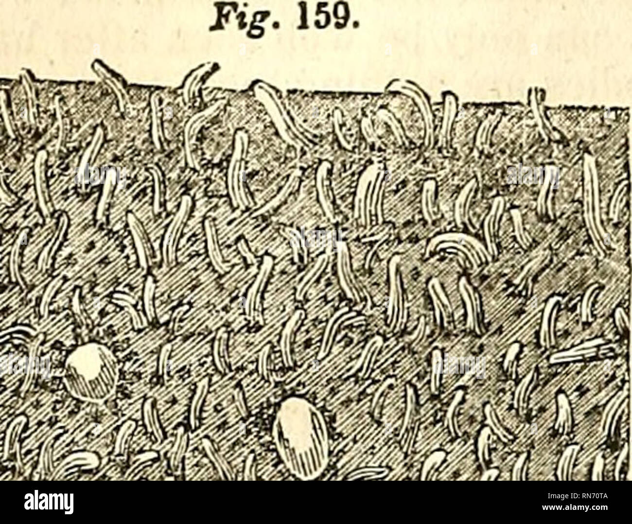 . The anatomy of the human body. Human anatomy; Anatomy. 370 ...