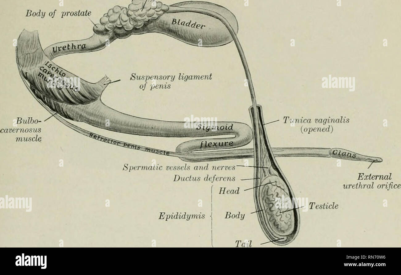 . The anatomy of the domestic animals. Veterinary anatomy. GENITAL ...