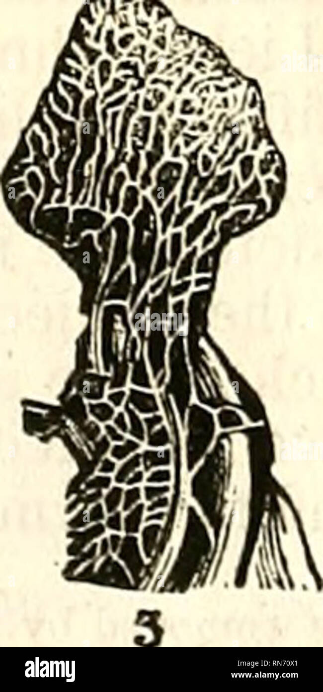 . The anatomy of the human body. Human anatomy; Anatomy. 368 ...