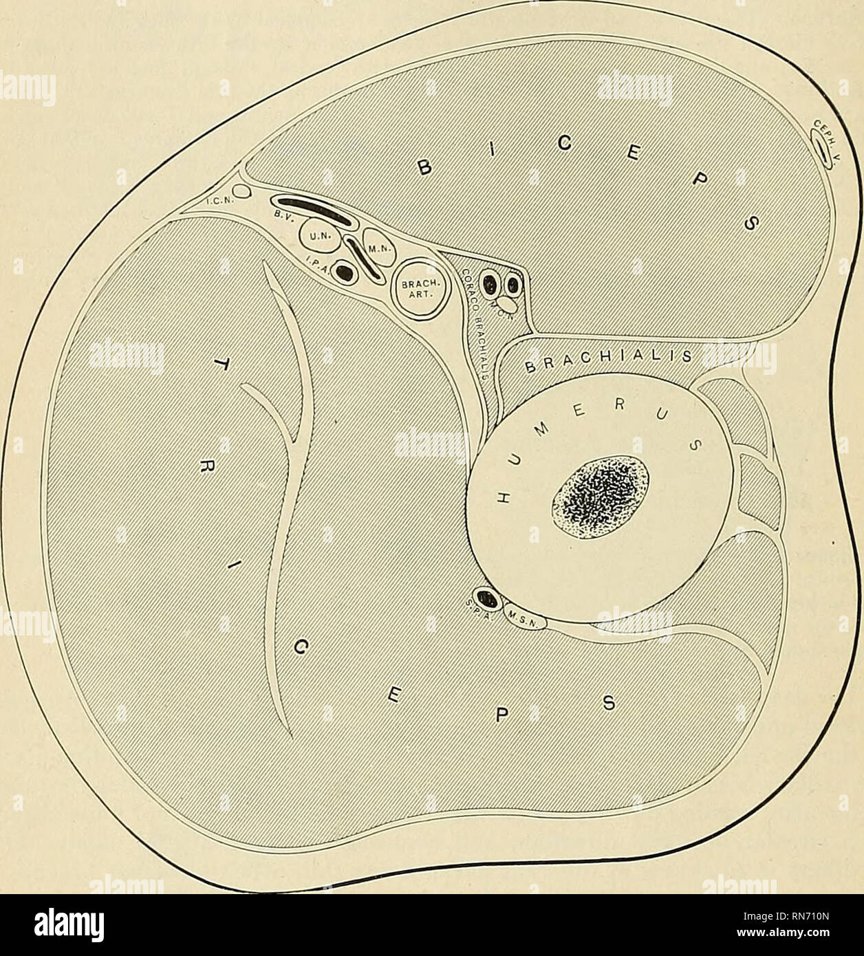 . Anatomy, descriptive and applied. Anatomy. 468 THE MUSCLES AND ...
