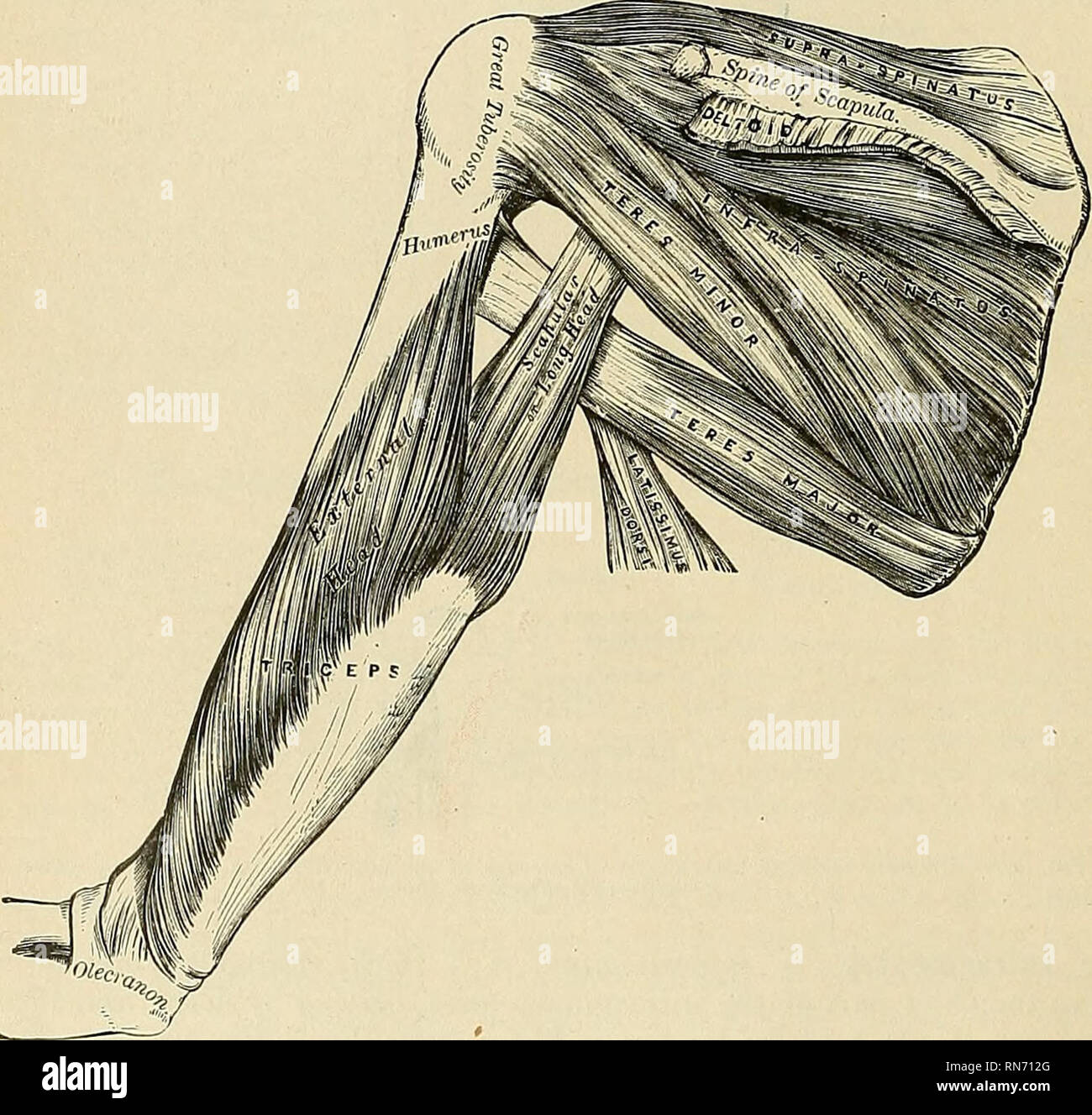 . Anatomy, descriptive and applied. Anatomy. 466 THE MU8CLE8 AND FASCIA ...