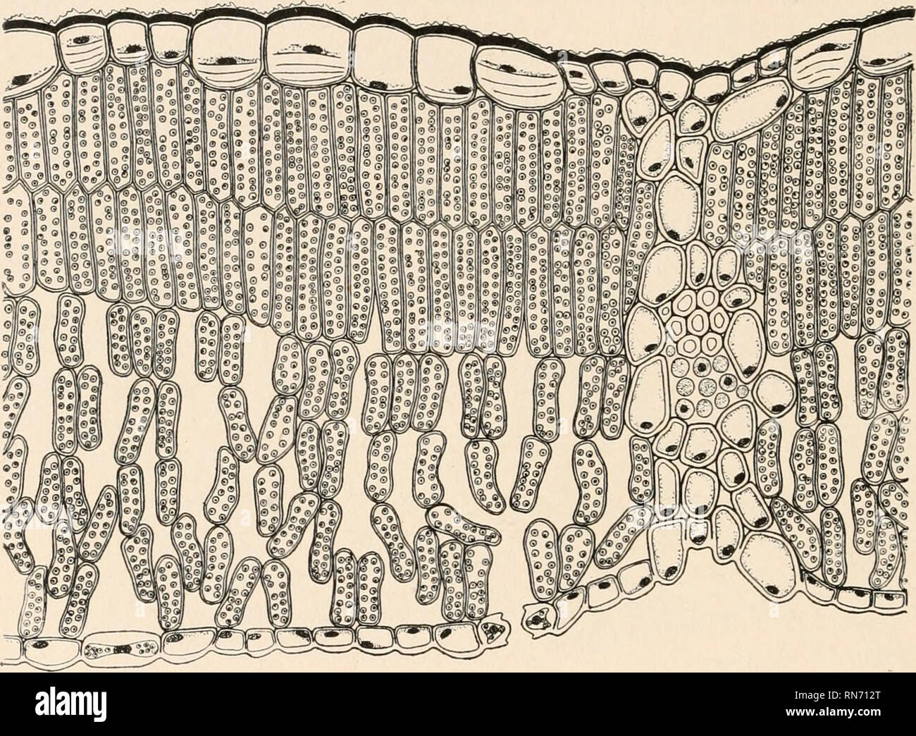 Transverse section of leaf hi-res stock photography and images - Alamy