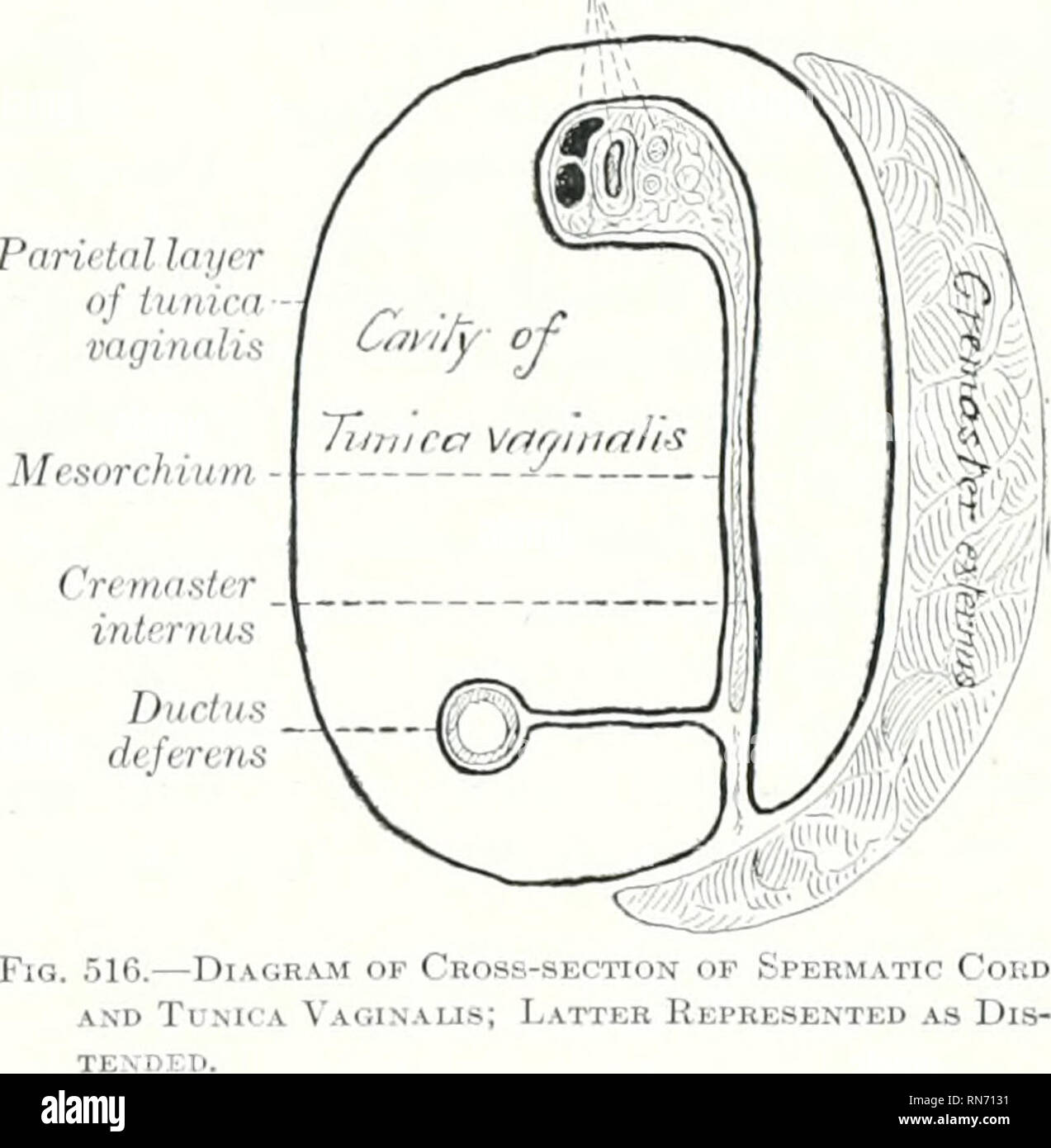 Cremaster Muscle In Bull