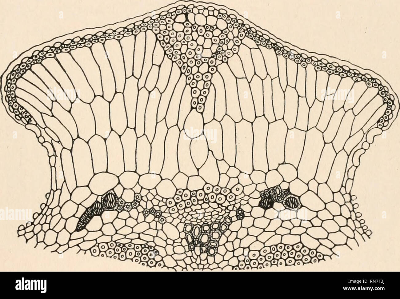 . The anatomy of woody plants. Botany -- Anatomy. THE LEAF 211 well ...