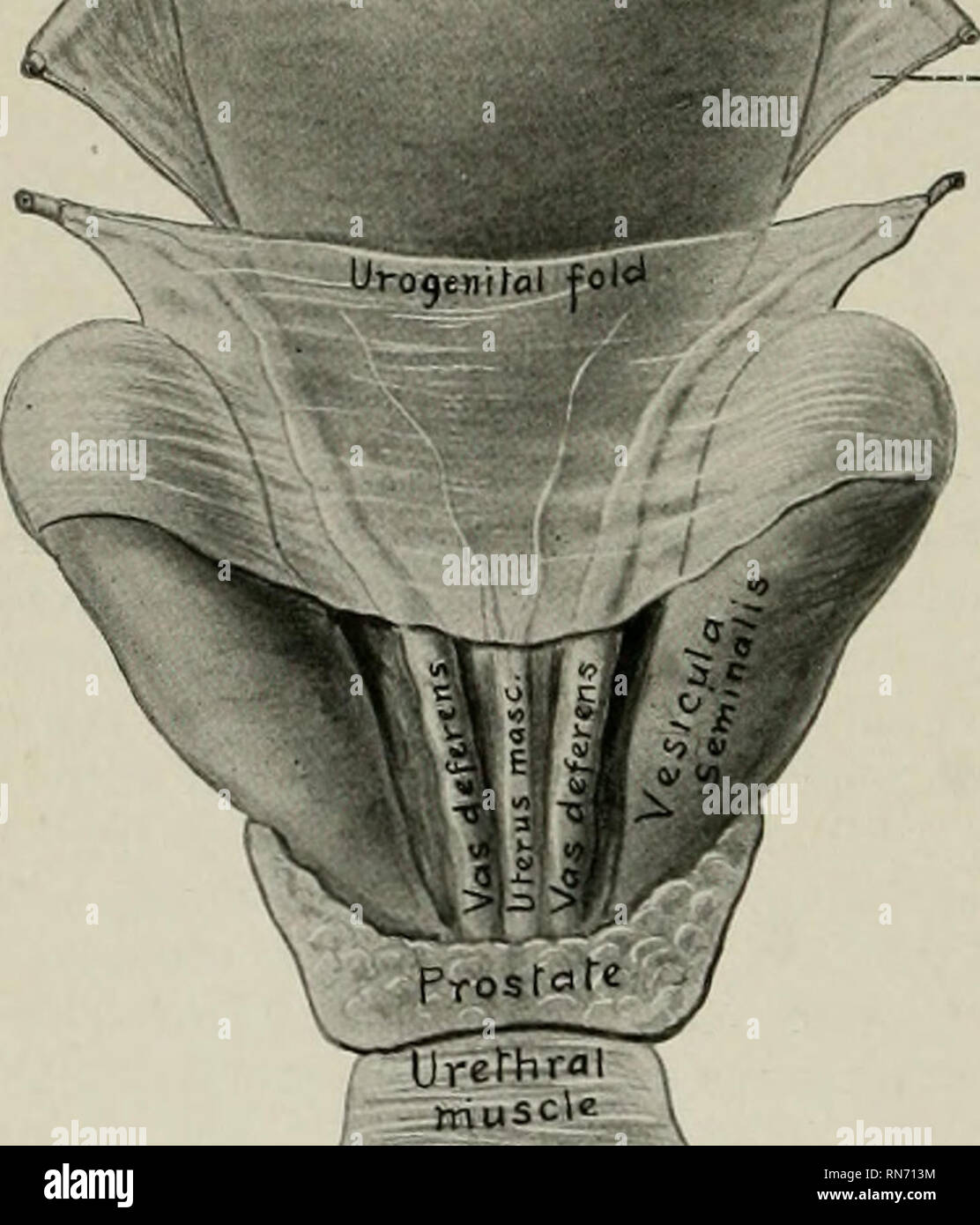 . The anatomy of the domestic animals. Veterinary anatomy. 578 GENITAL ...