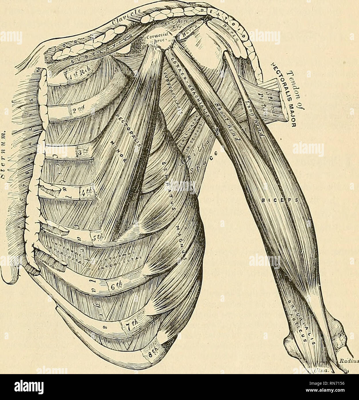 Thoracic Anterior Region
