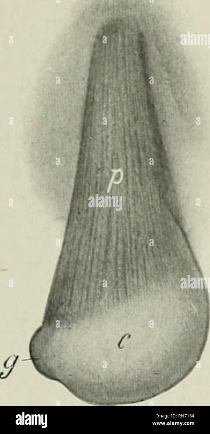 . The anatomy of the domestic animals. Veterinary anatomy. THE ...